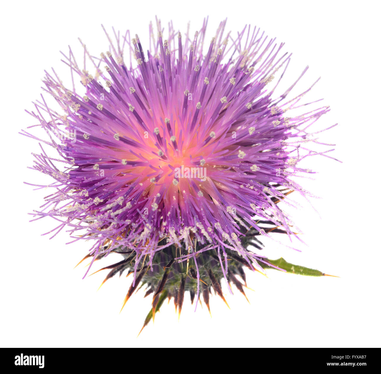 Pink thistle Cut Out Stock Images & Pictures - Alamy