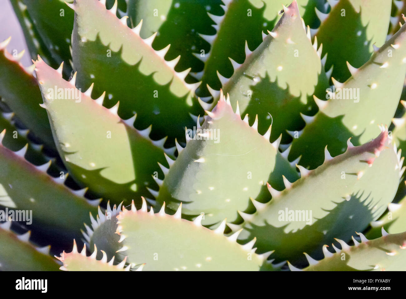 Cactus Texture Background Stock Photo - Alamy