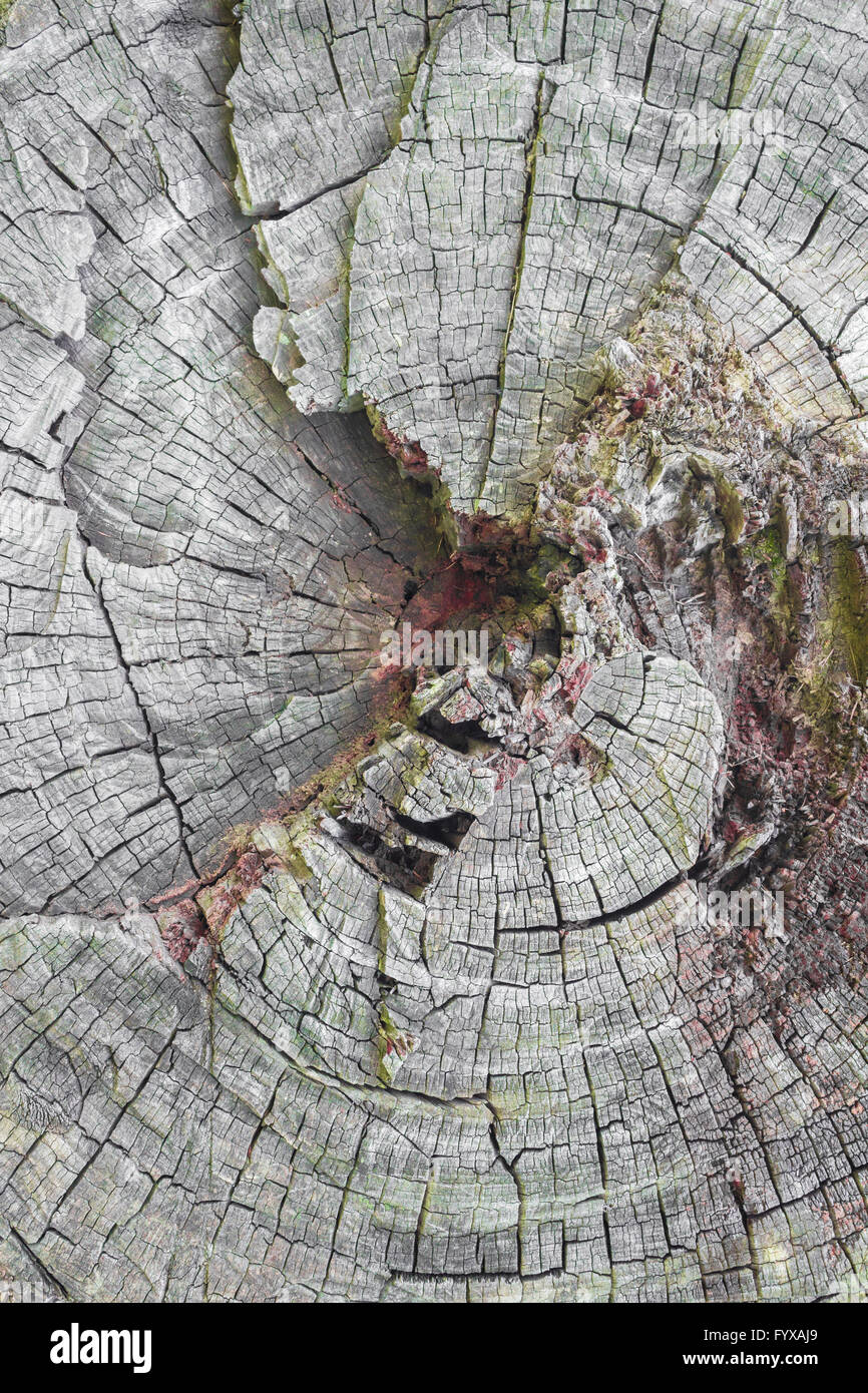 Old trunk cut Stock Photo - Alamy