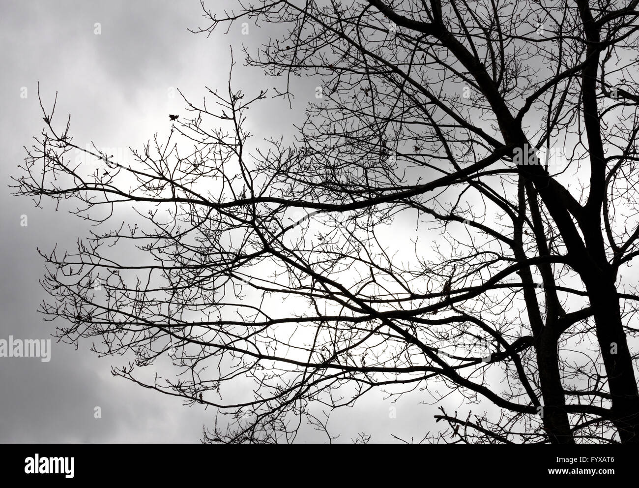 Cloudy tree line hi-res stock photography and images - Alamy
