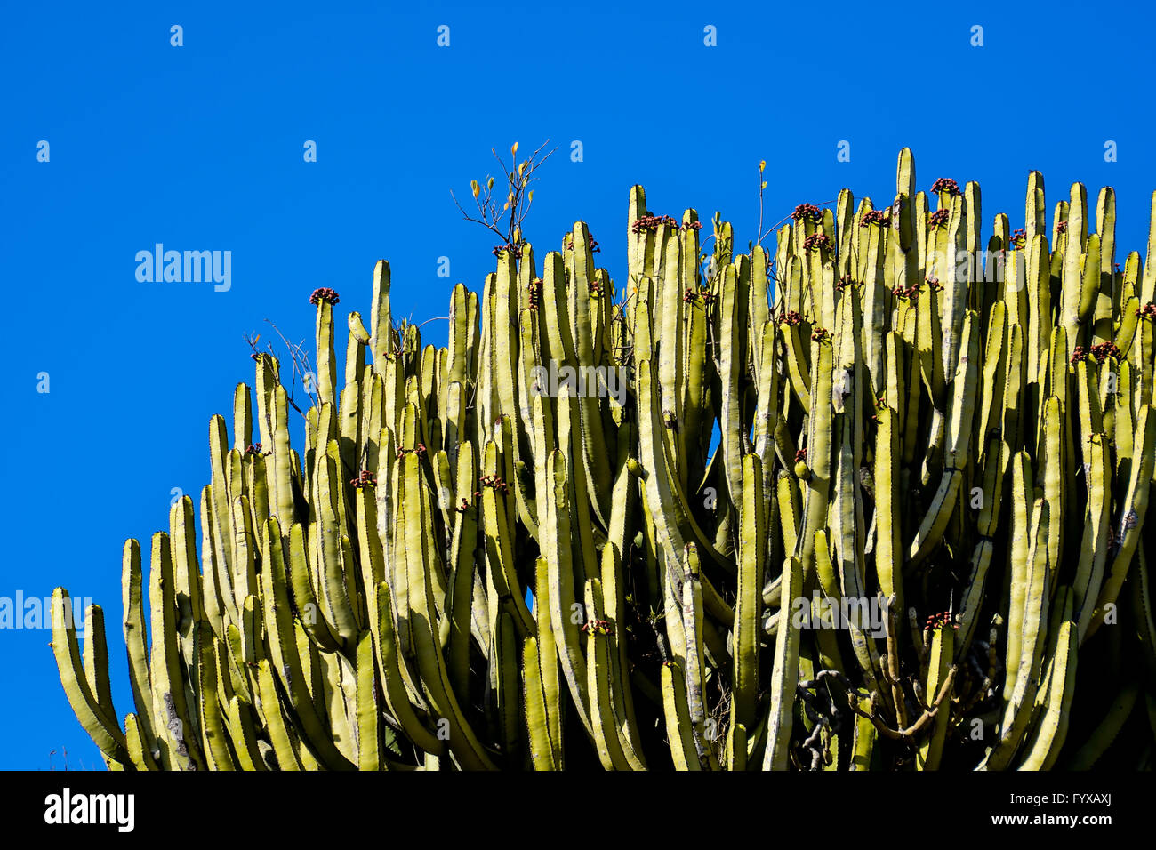 Cactus texture hi-res stock photography and images - Alamy
