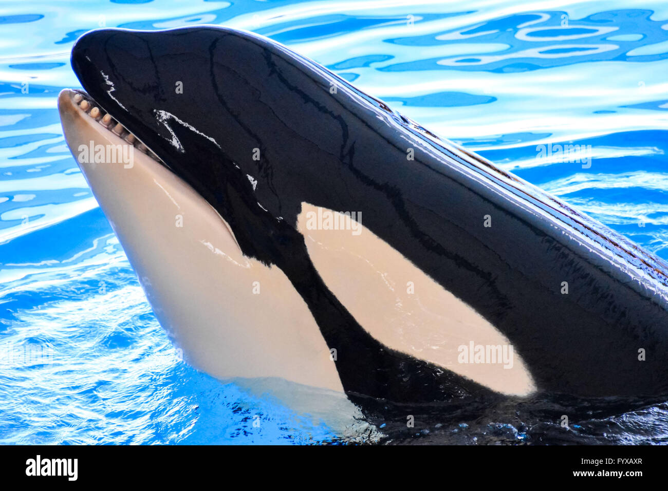 Mammal Orca Killer Whale Fish Stock Photo - Alamy