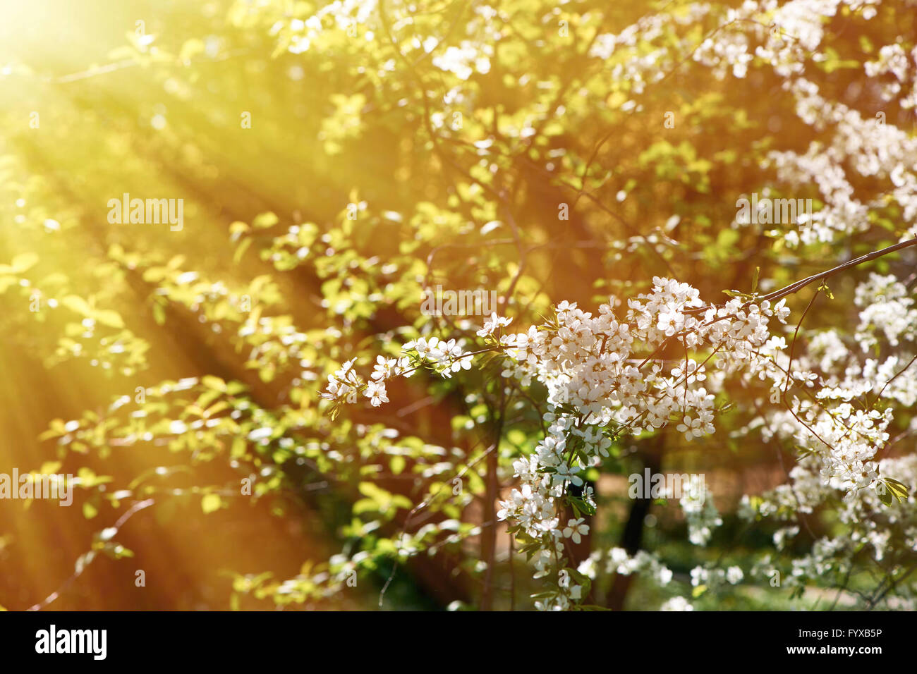 Cherry spring blossoms Stock Photo - Alamy