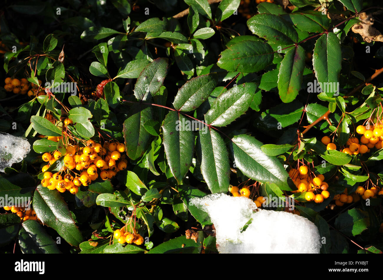 Mahonia aquifolium, Oregon grape Stock Photo - Alamy