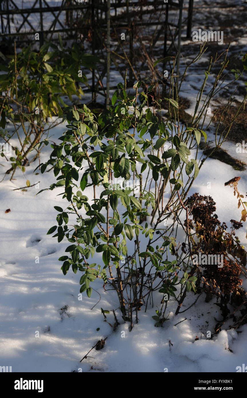 Rosa, Shrub rose Stock Photo - Alamy