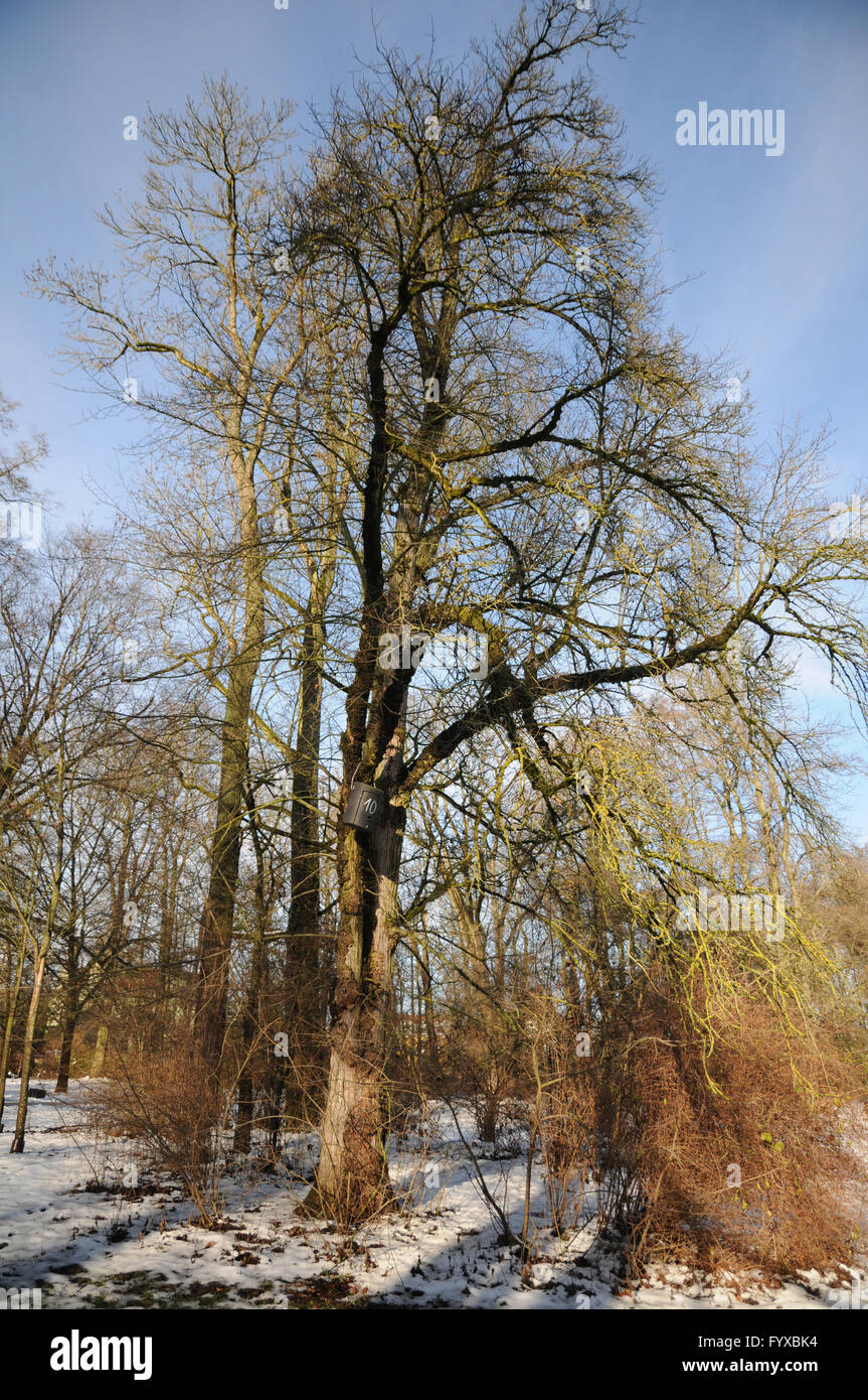 Ulmus carpinifolia, Field elm Stock Photo - Alamy