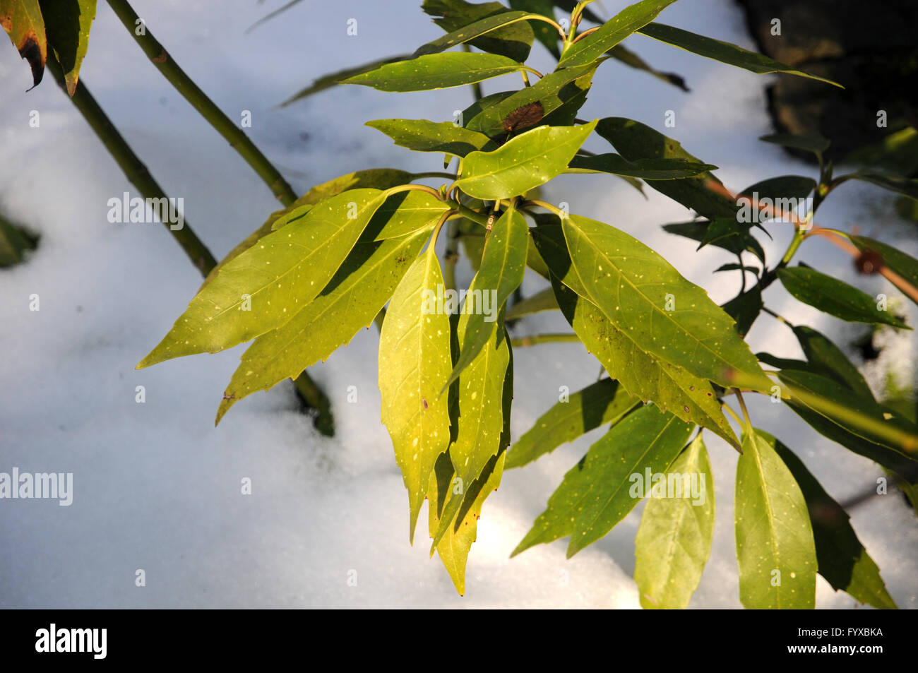 Aucuba japonica, Japanese laurel Stock Photo - Alamy