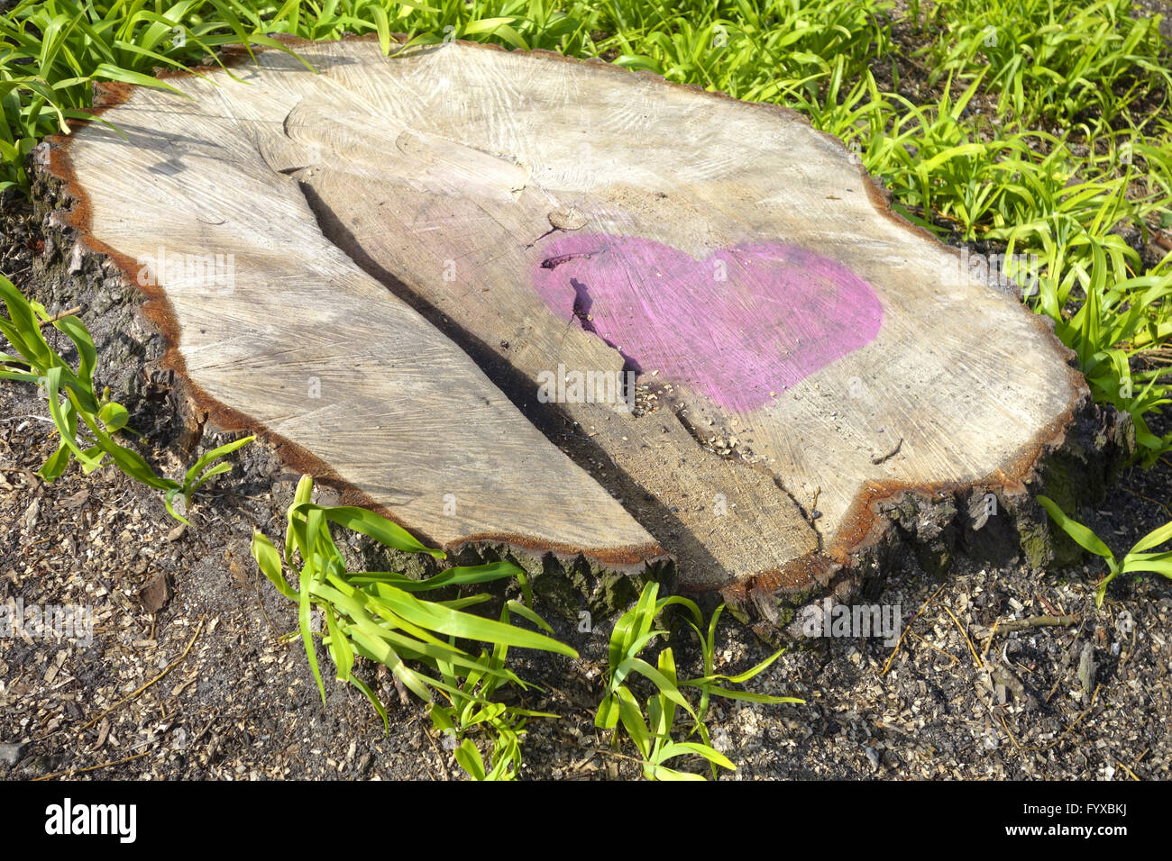 tree stump with heart Stock Photo - Alamy