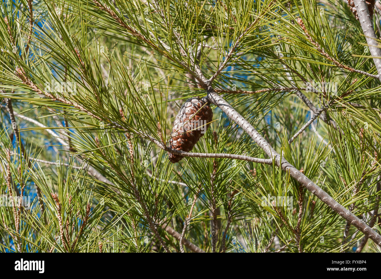 Detail of leaves, branches and cones of Aleppo Pine, Pinus halepensis ...