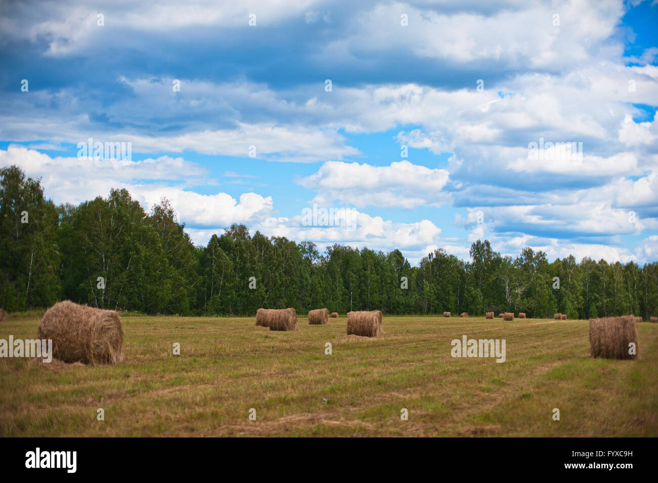 summer nature background Stock Photo - Alamy