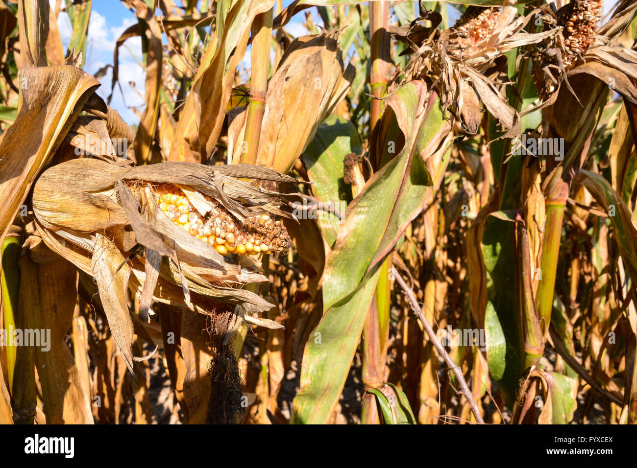 Corn Plant Background Stock Photo - Alamy
