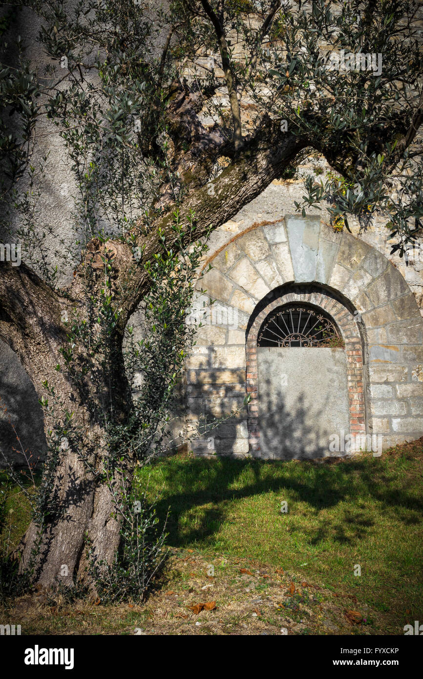 Mediterranean tree olive Stock Photo - Alamy
