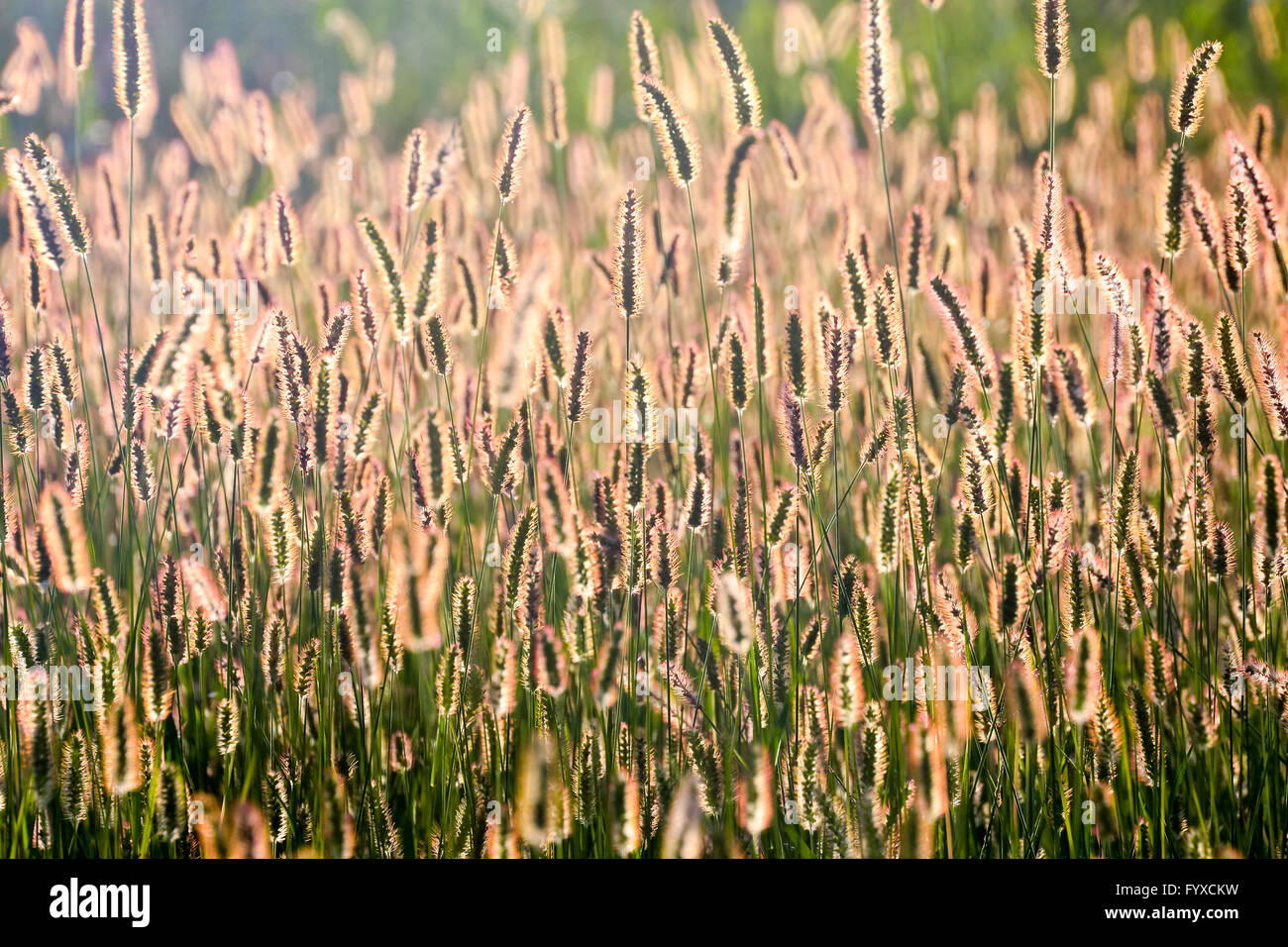 Green Grass Pattern Texture Stock Photo - Alamy