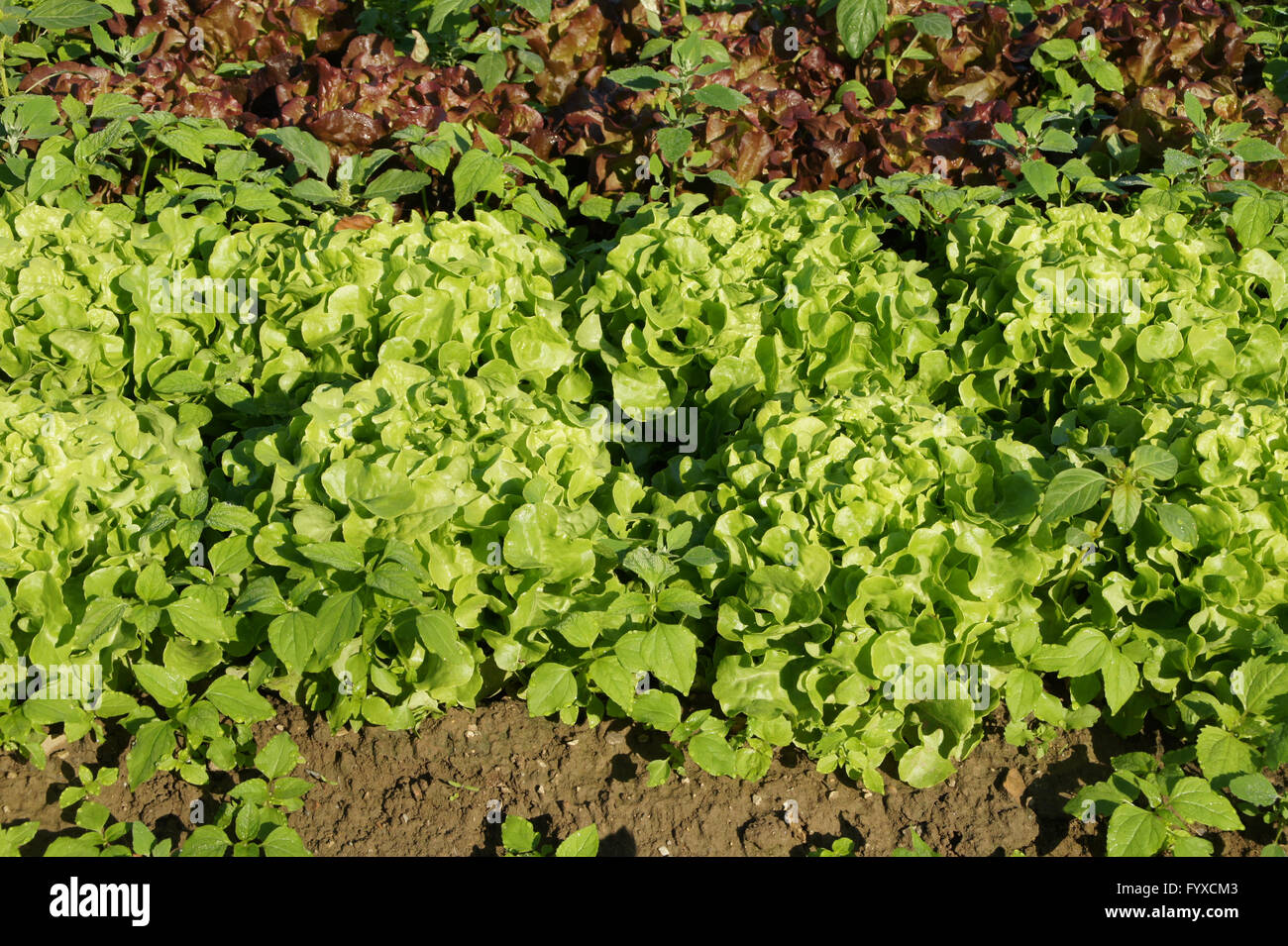Lactuca sativa, Lettuce Stock Photo - Alamy