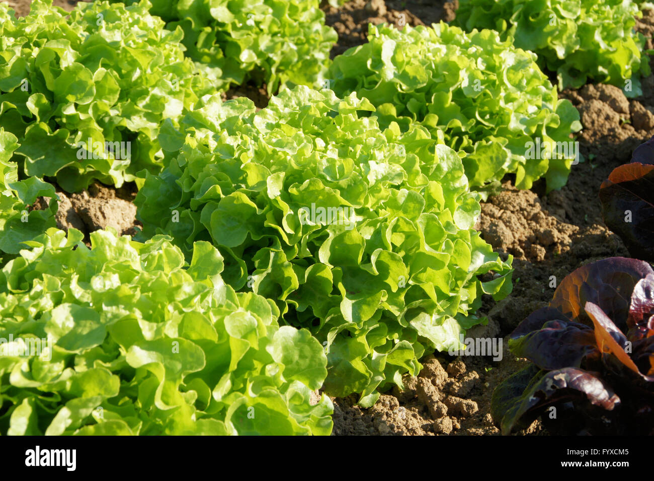 Lactuca sativa Lollo Bionda, Lettuce Stock Photo - Alamy