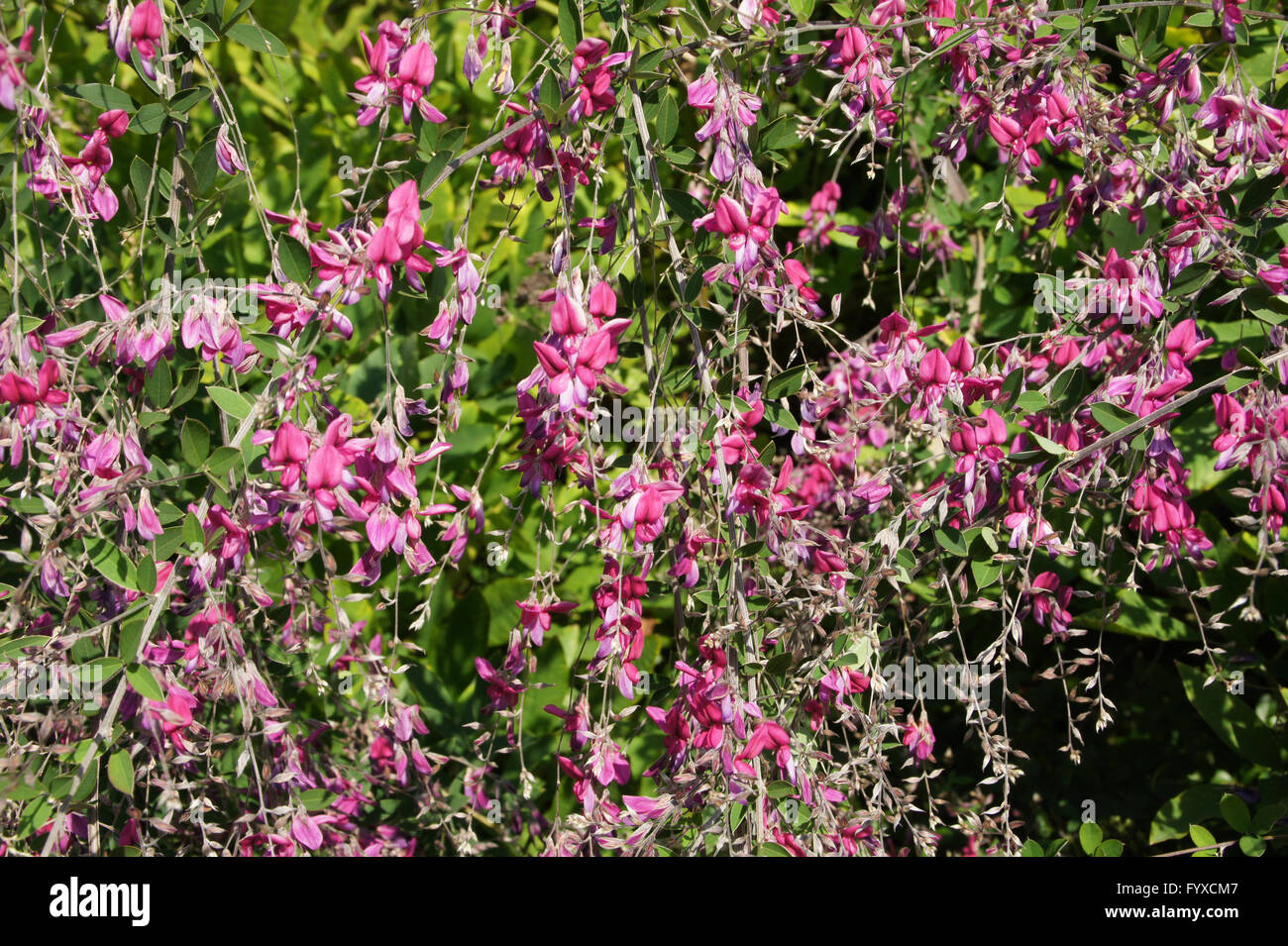 Lespedeza thunbergii, Bushclover Stock Photo - Alamy