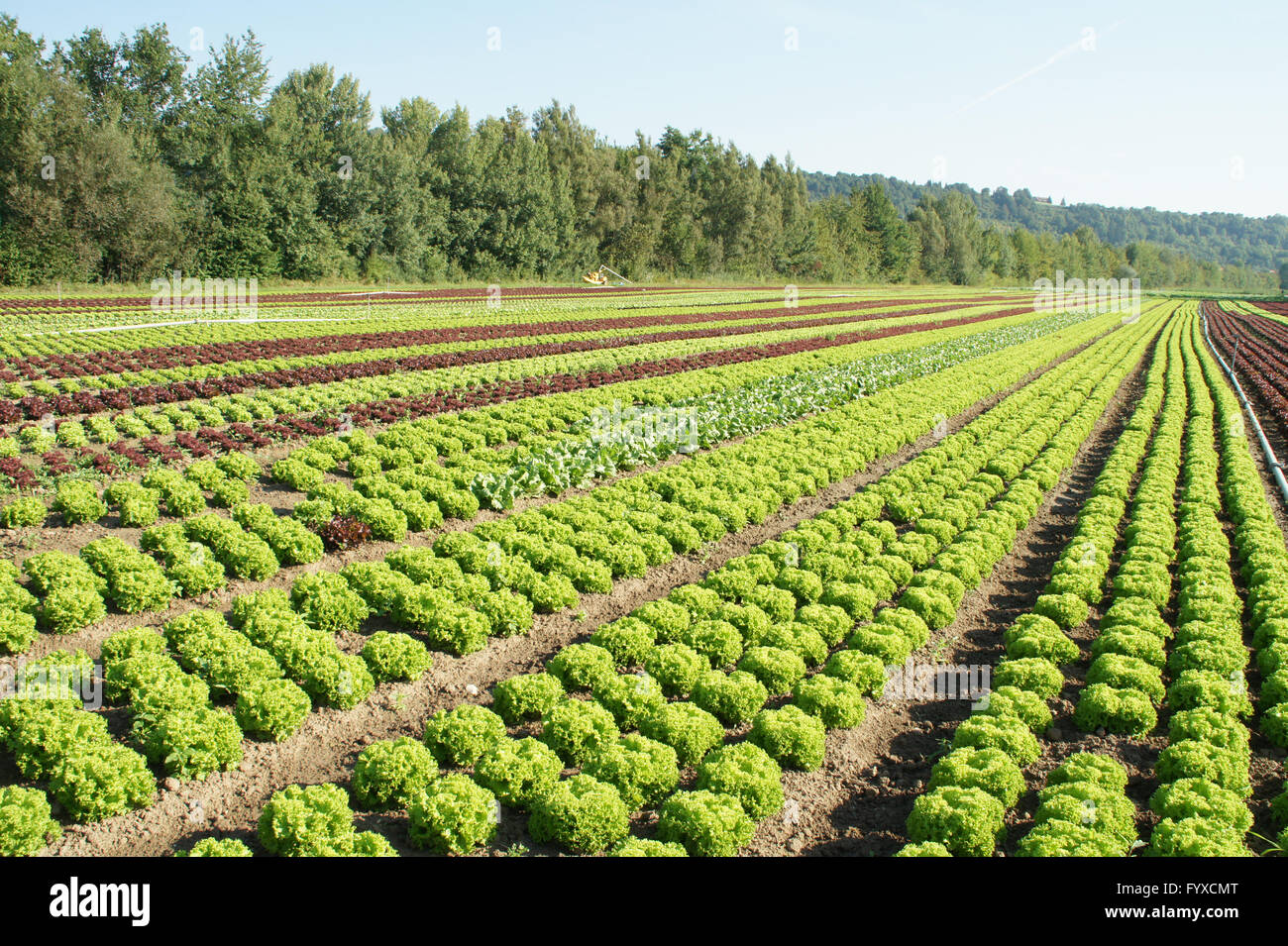 Lactuca sativa Lollo Bionda, Lettuce Stock Photo - Alamy