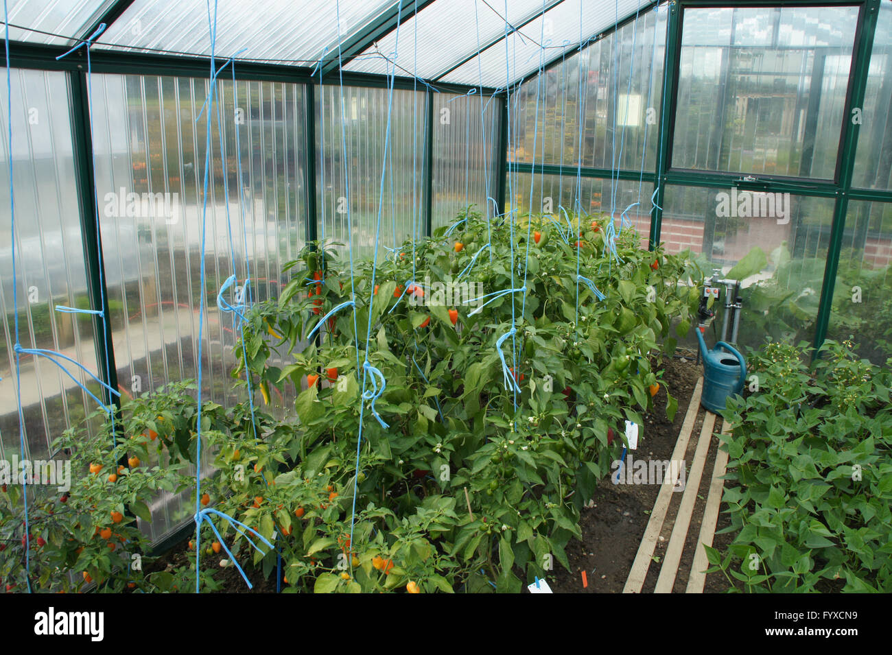 Capsicum greenhouse hi-res stock photography and images - Alamy