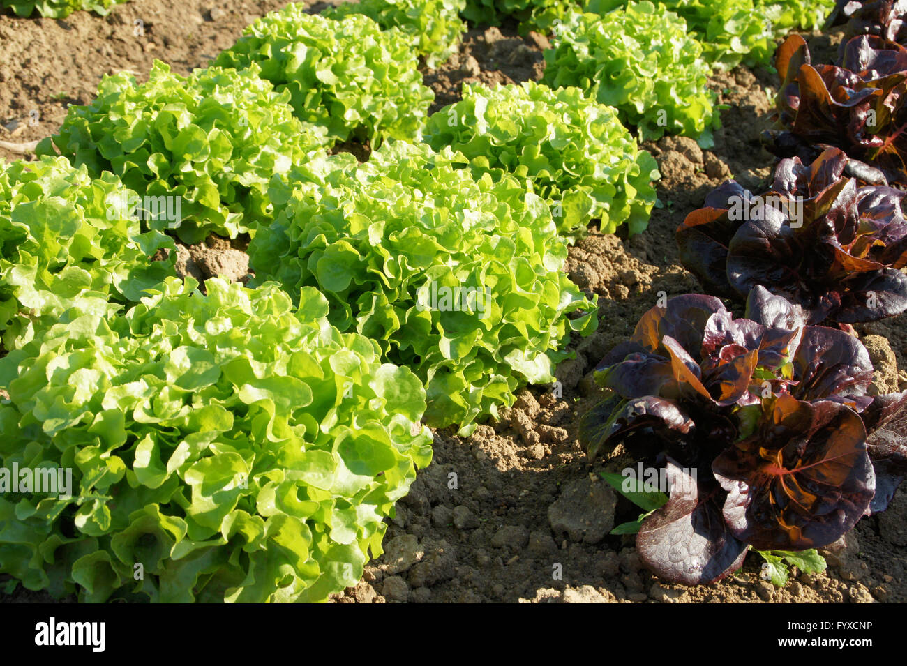 Lactuca sativa Lollo Bionda, Lettuce Stock Photo - Alamy