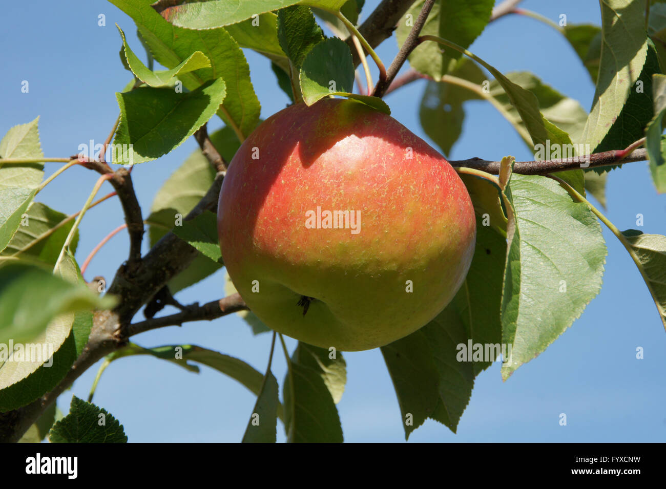 Apfelsorte domestica topaz hi-res stock photography and images - Alamy