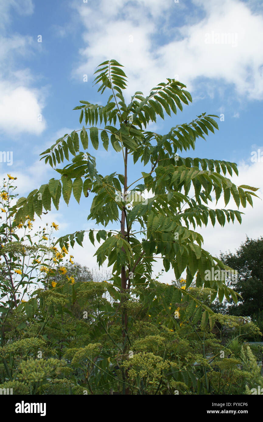 Chinese toon toona sinensis hi-res stock photography and images - Alamy