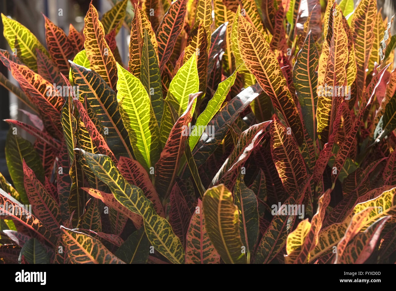Kroton (Ornamental plant Stock Photo - Alamy
