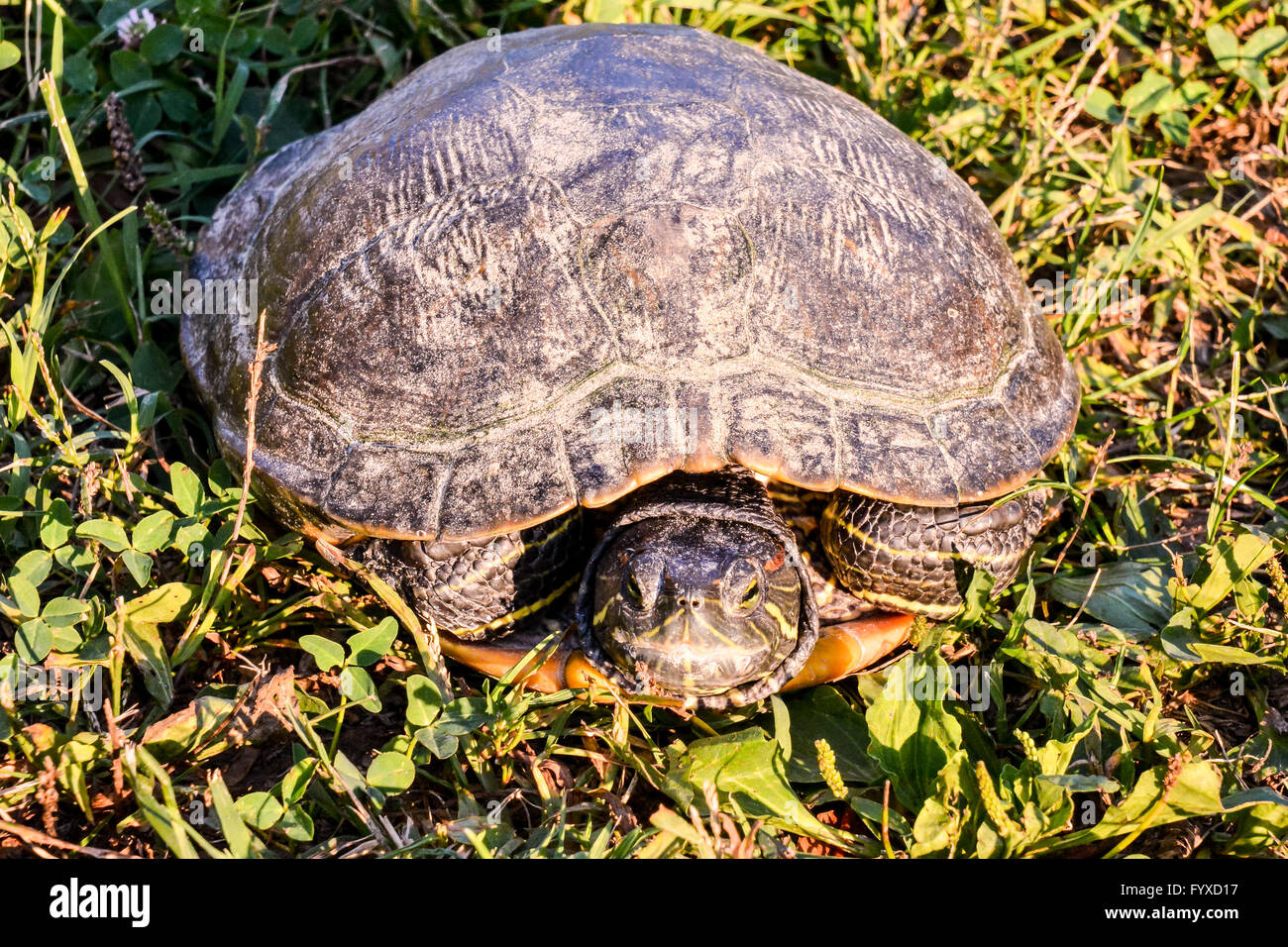 Trachemys Scripta Elegans Tortoise Stock Photo - Alamy