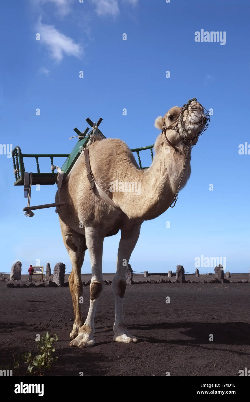 Camel vertical hi-res stock photography and images - Alamy