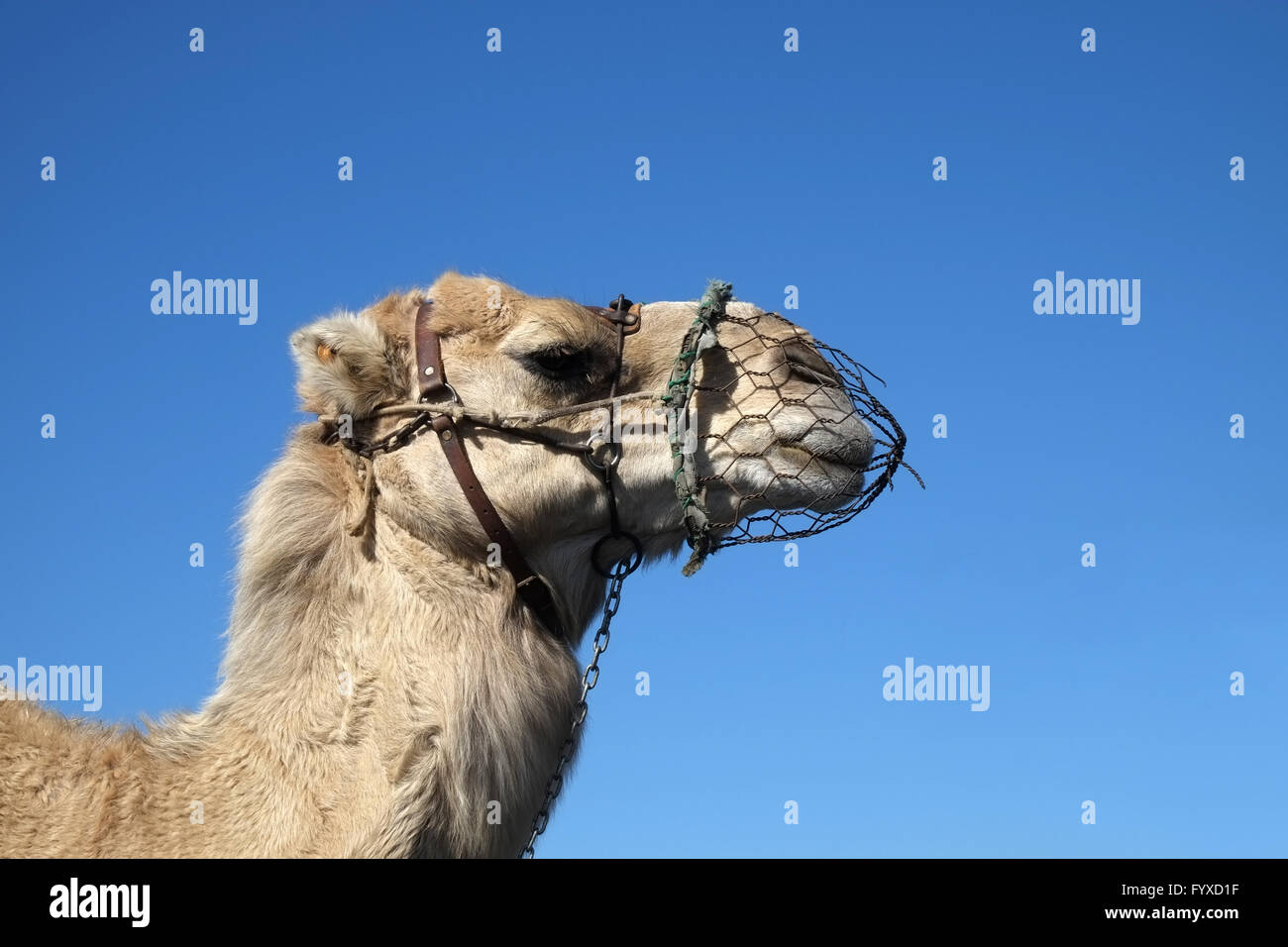 Mount camel hi-res stock photography and images - Alamy