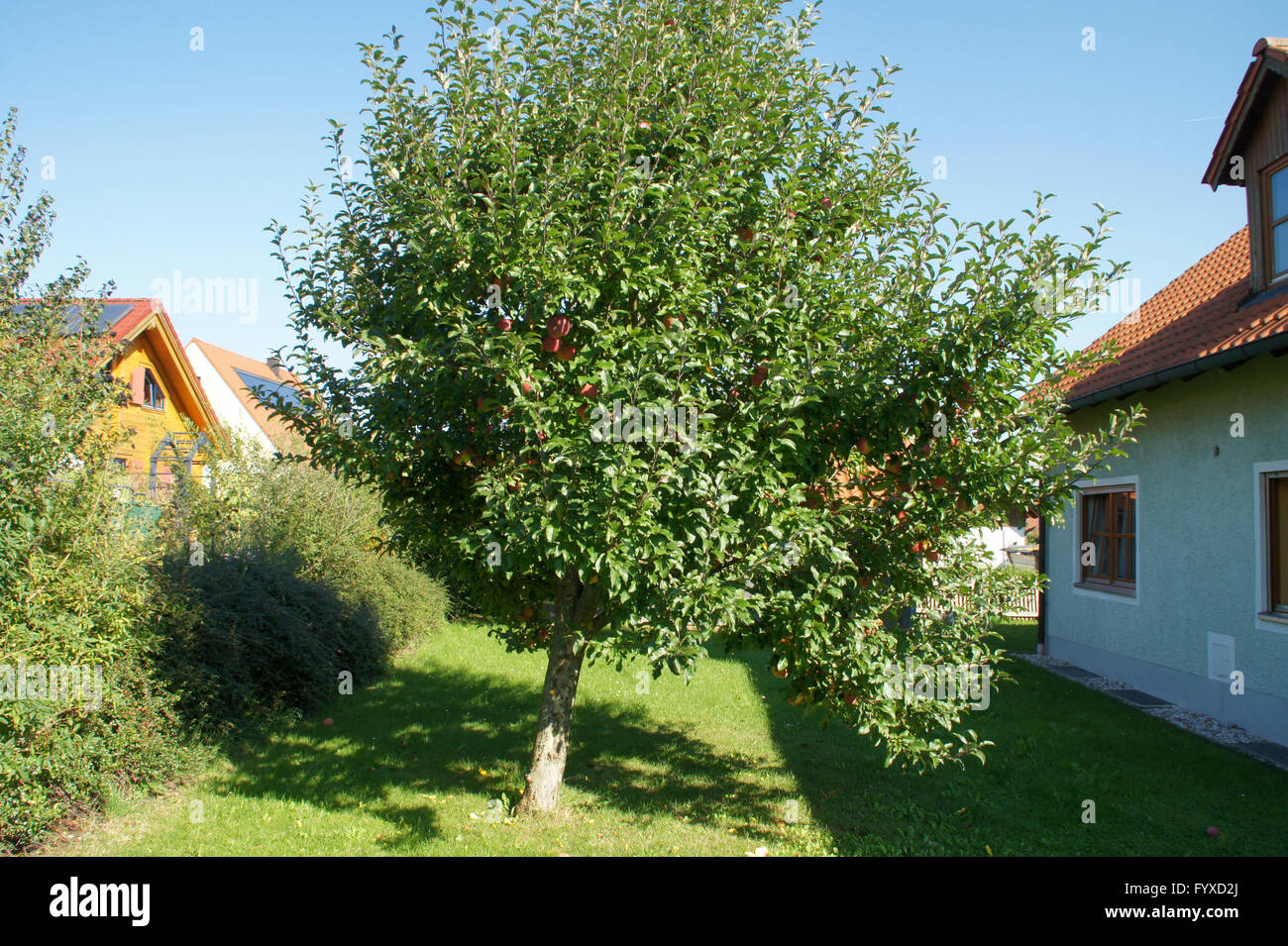 Malus domestica Gloster, Apple tree Stock Photo - Alamy