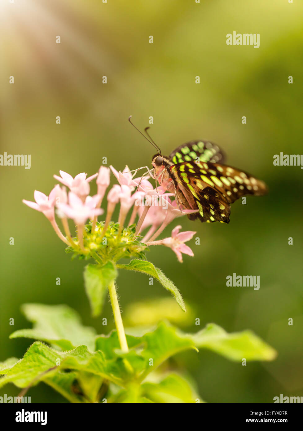 Beautiful exotic butterfly Stock Photo - Alamy