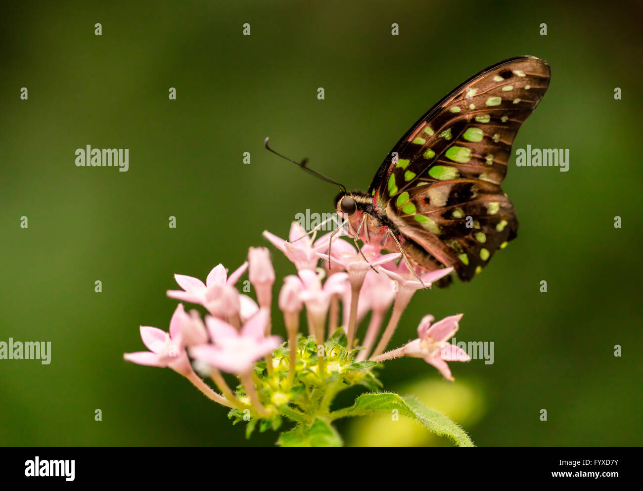 Beautiful exotic butterfly Stock Photo - Alamy