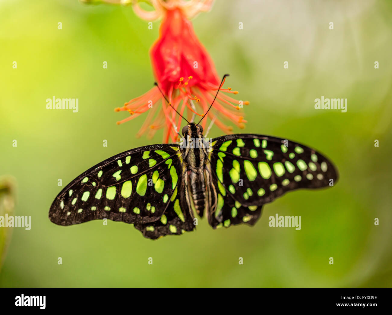 Beautiful exotic butterfly Stock Photo - Alamy