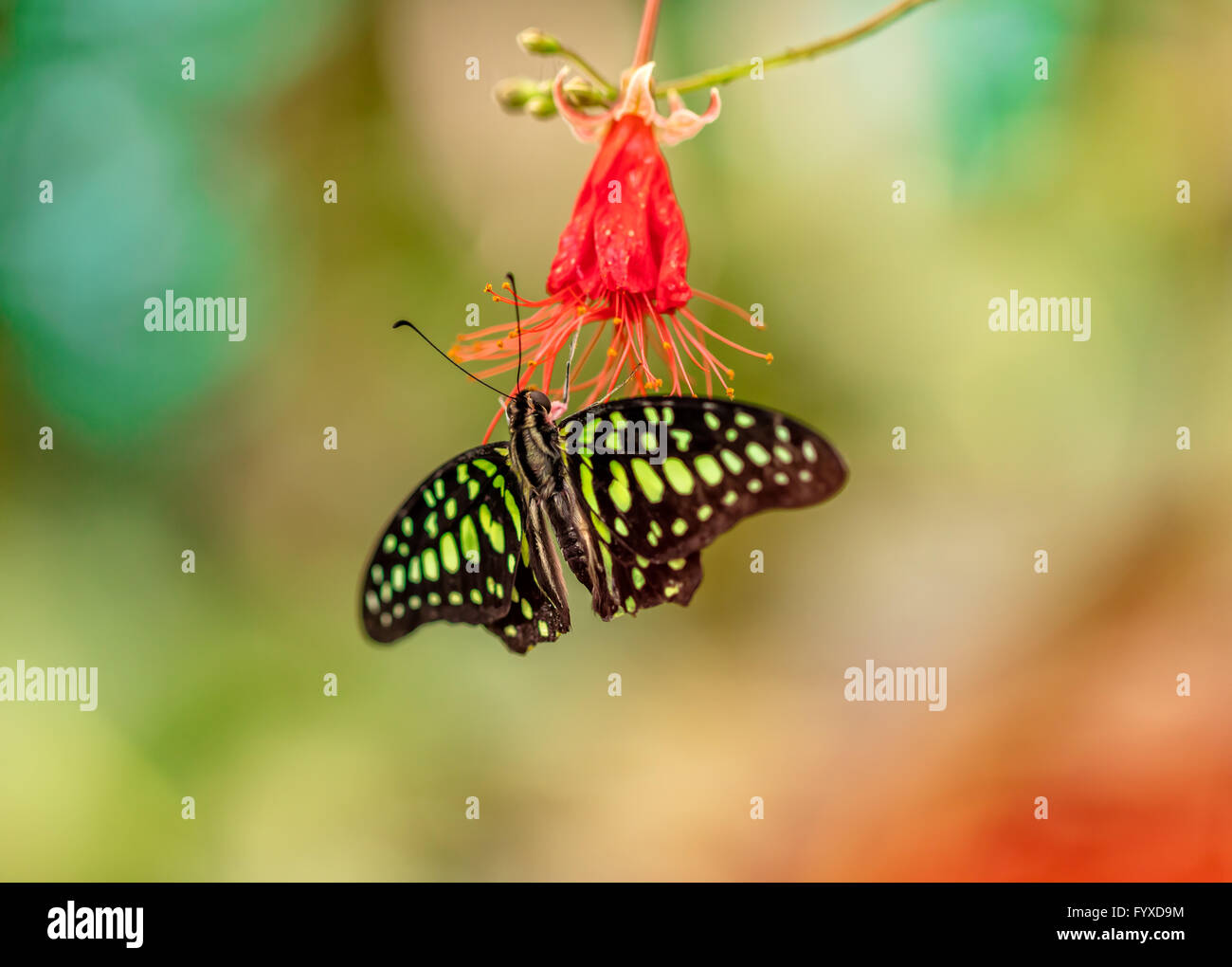 Beautiful exotic butterfly Stock Photo - Alamy