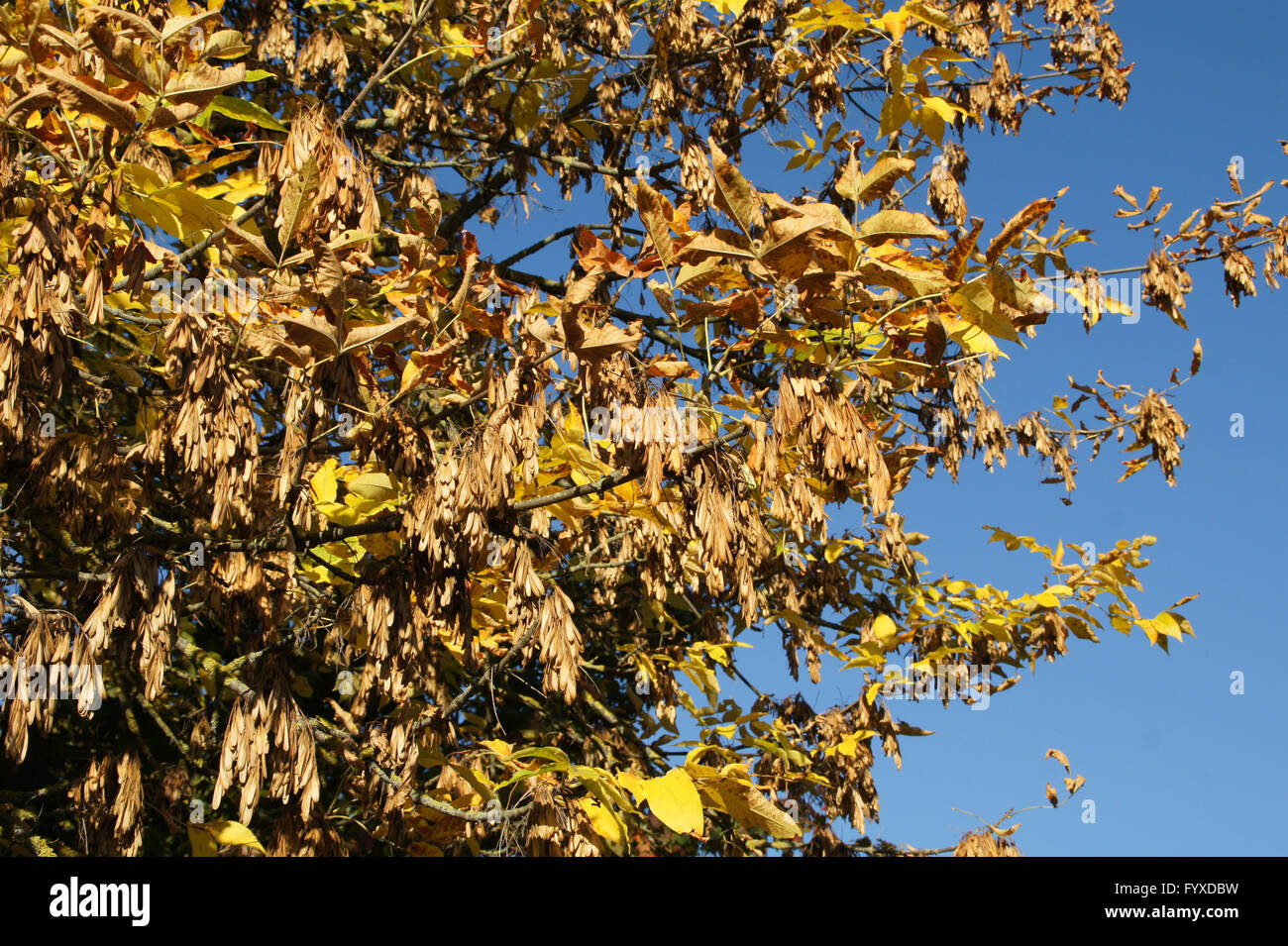 Ash leaf maple tree hi-res stock photography and images - Alamy