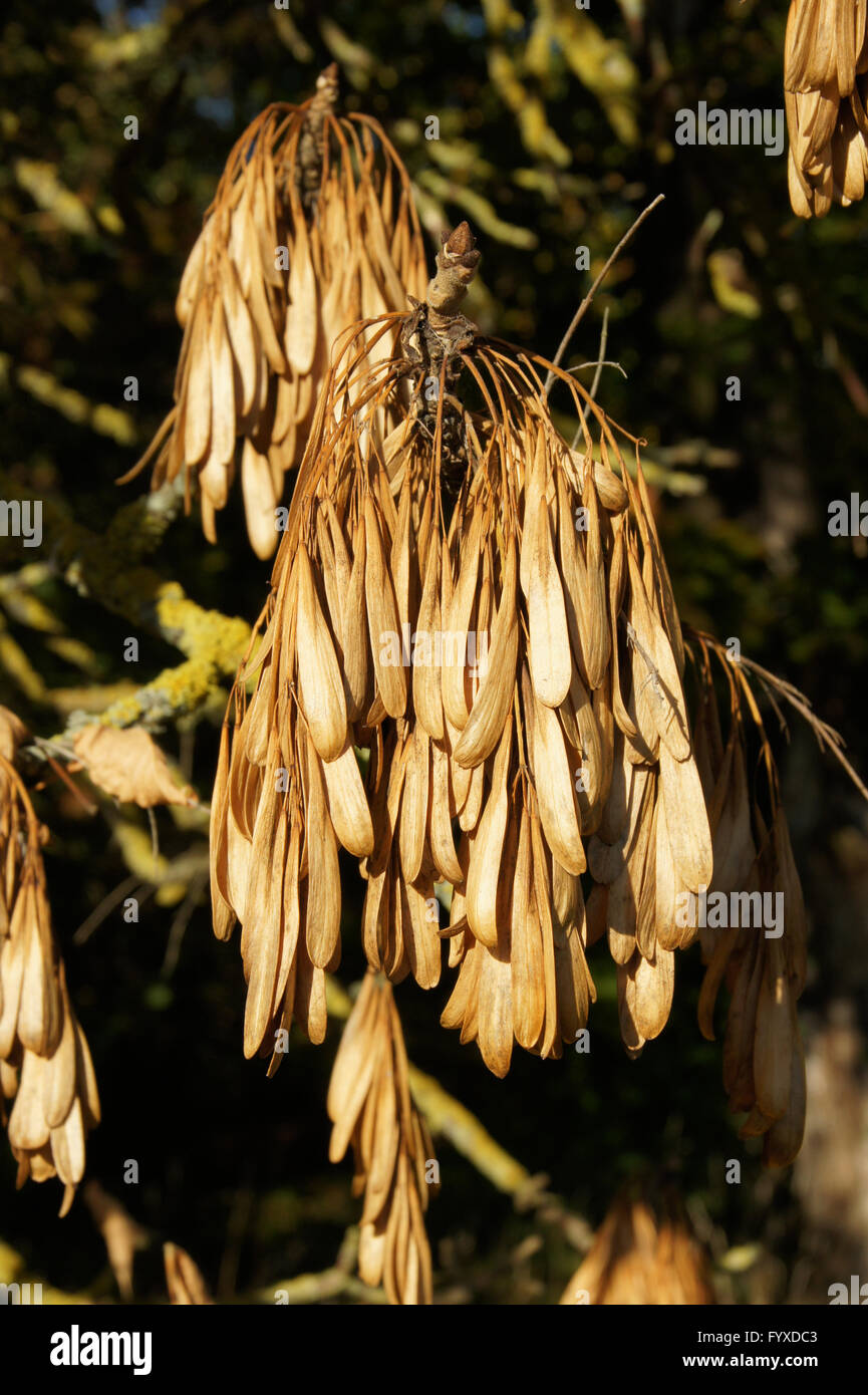 Acer negundo ash leaf hi-res stock photography and images - Alamy