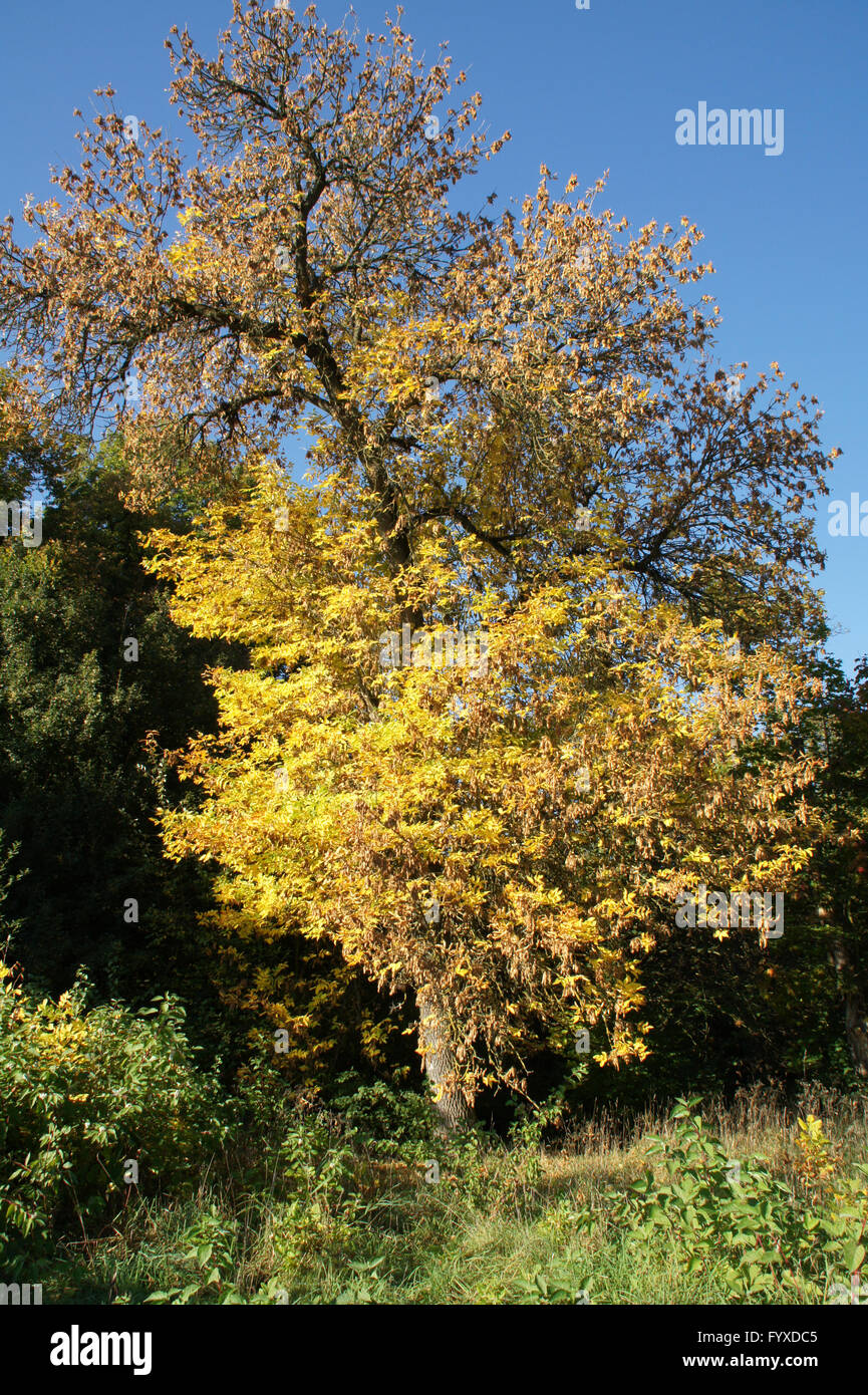 Ash leaf maple tree hi-res stock photography and images - Alamy