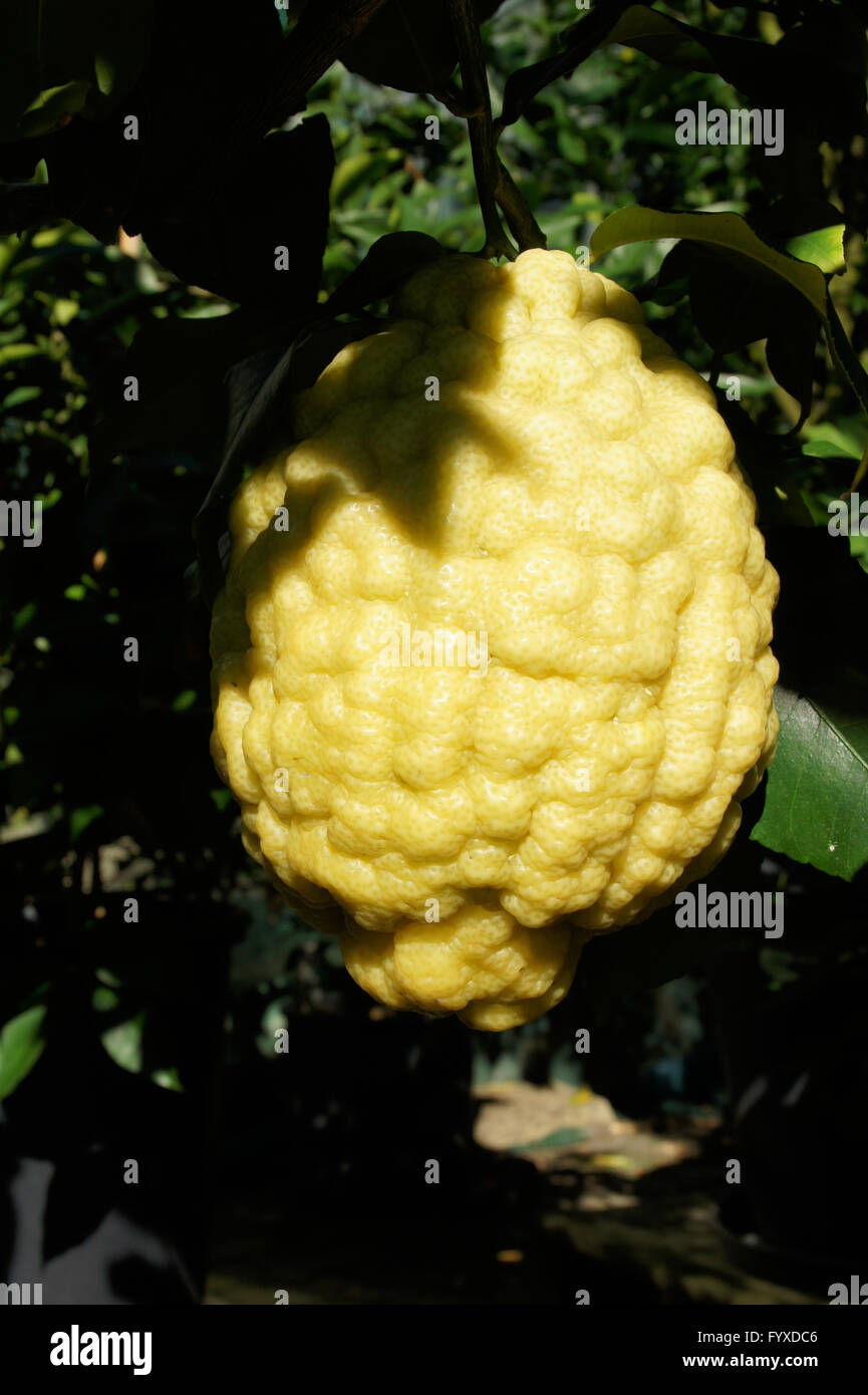 Citrus medica Etrog, Citron Stock Photo - Alamy
