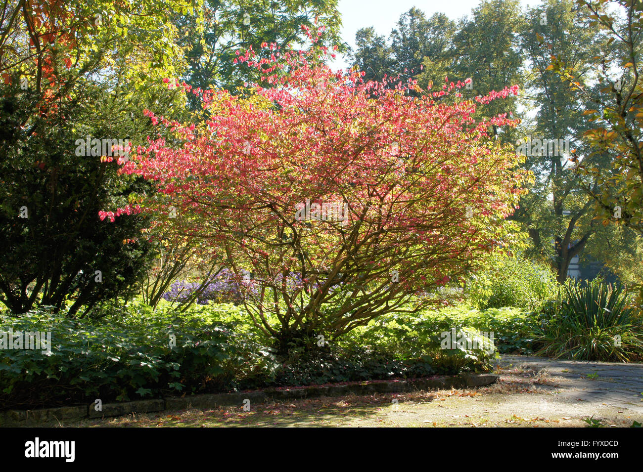 Euonymus alatus, Winged spindle Stock Photo - Alamy