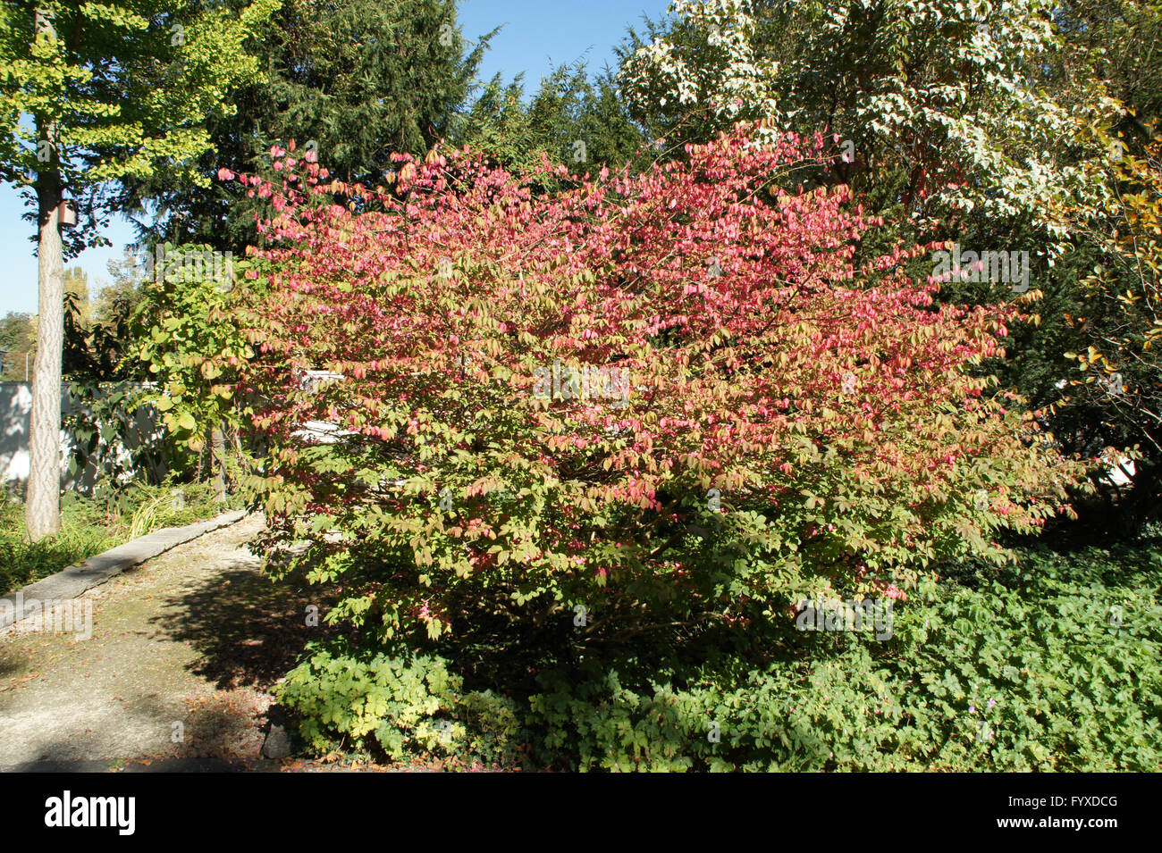Euonymus alatus, Winged spindle Stock Photo - Alamy