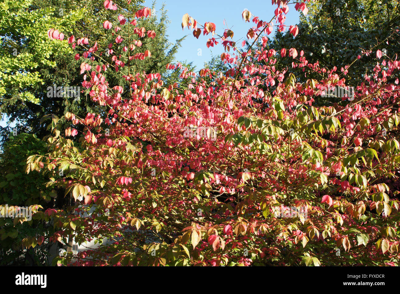 Euonymus alatus, Winged spindle Stock Photo - Alamy