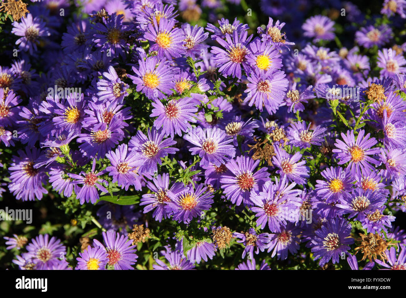 Aster novi belgii hi-res stock photography and images - Alamy