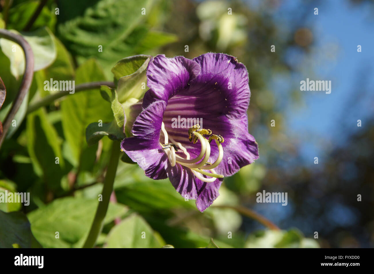 Cup And Saucer Vine Cobaea Scandens Stock Photos & Cup And Saucer Vine ...