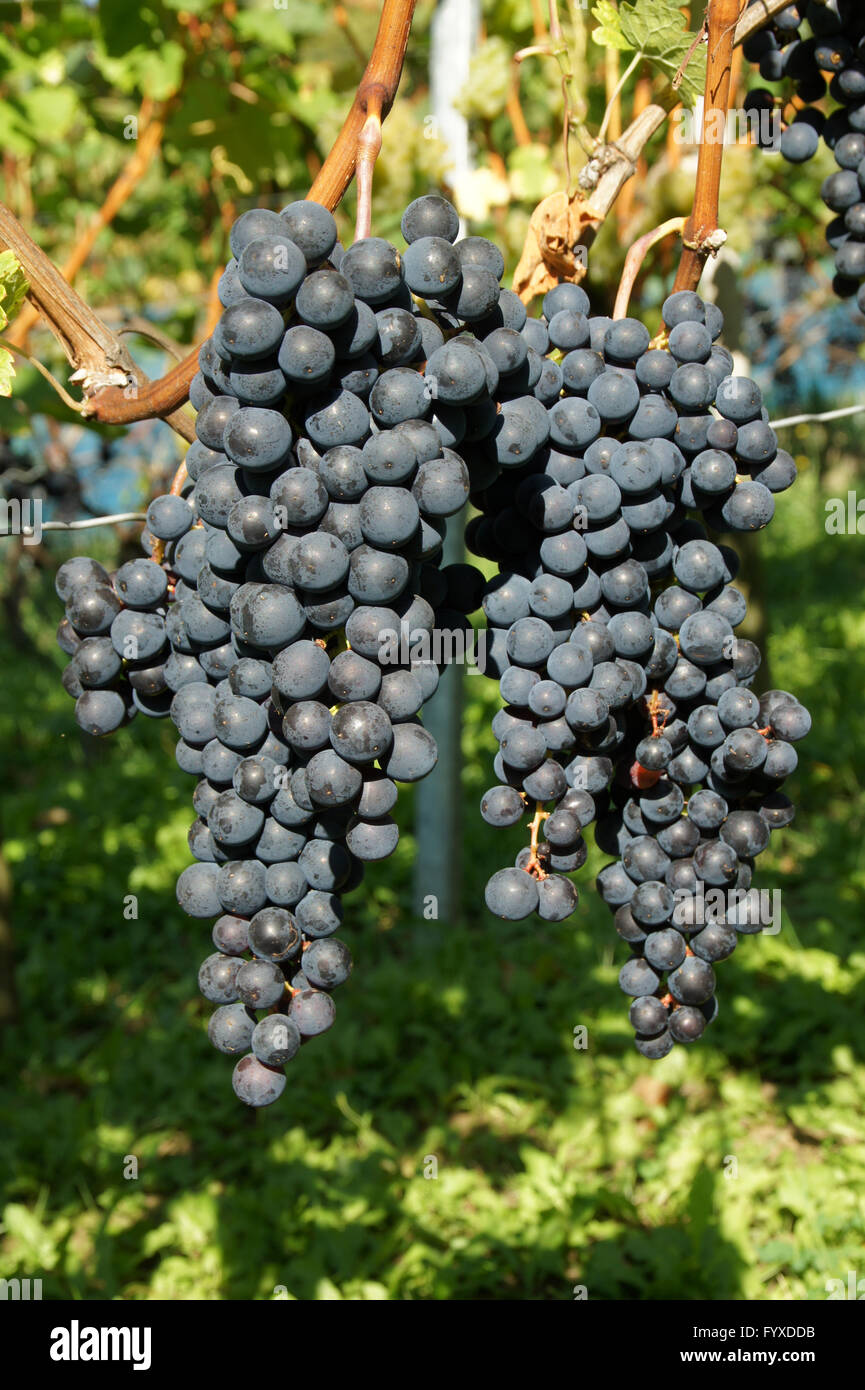 Merlot grape hi-res stock photography and images - Alamy