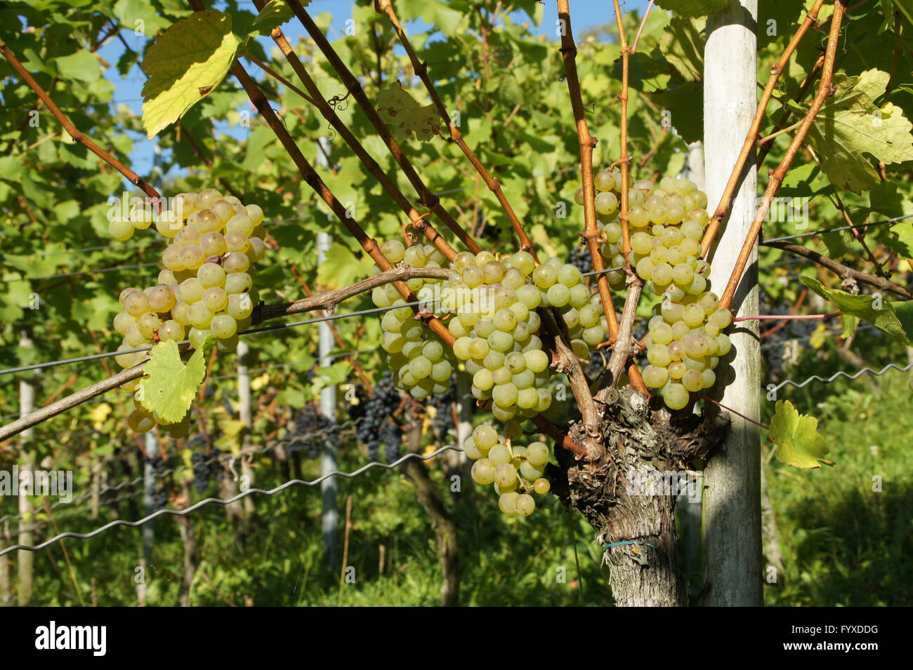 Vitis vinifera Silvaner, Grape vine Stock Photo - Alamy