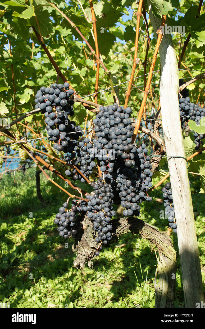 Merlot Grape High Resolution Stock Photography and Images - Alamy