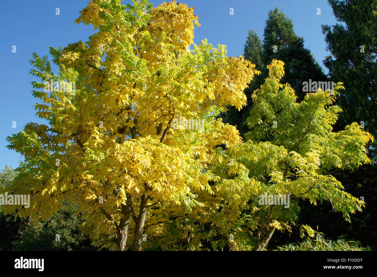Phellodendron amurense, Cork tree Stock Photo - Alamy