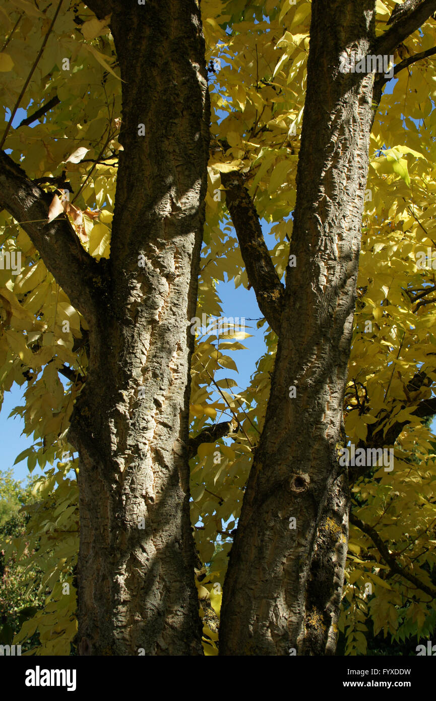 Phellodendron hi-res stock photography and images - Alamy