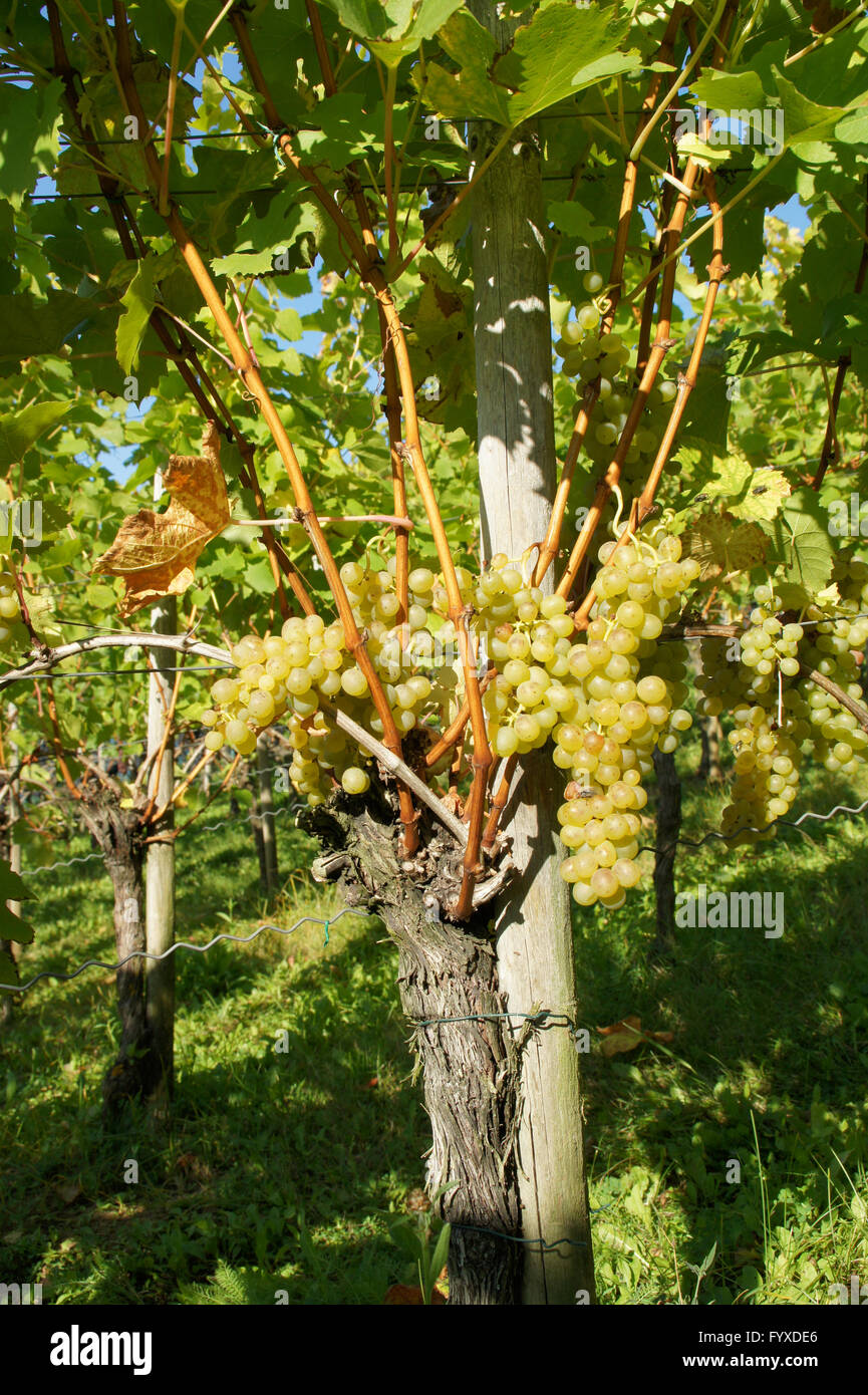 Muller Thurgau Grapes High Resolution Stock Photography and Images - Alamy