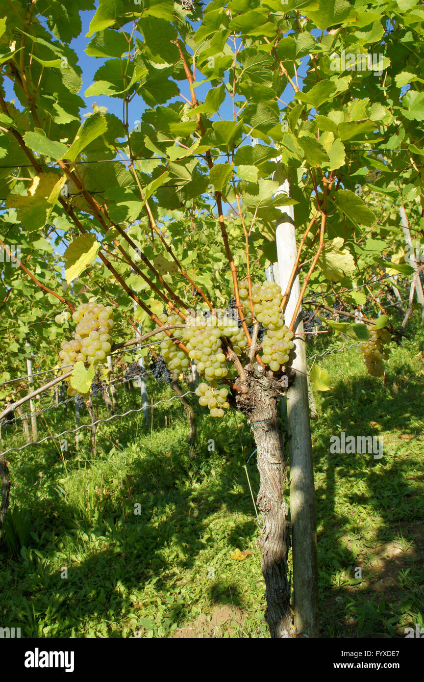 Silvaner hi-res stock photography and images - Alamy